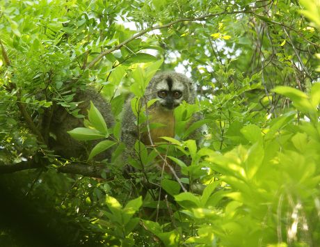 Azaras Night Monkey Aotus Azarae Adult Editorial Stock Photo - Stock ...