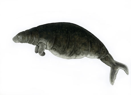 Stellers Sea Cow Hydrodamalis Gigas Extinct Editorial Stock Photo ...
