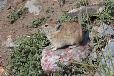 38 Pikas Stock Pictures, Editorial Images and Stock Photos | Shutterstock