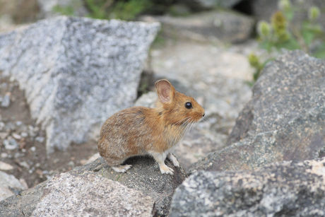 38 Pikas Stock Pictures, Editorial Images and Stock Photos | Shutterstock