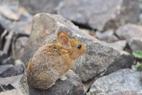 Chinese Red Pika Ochotona Erythrotis Adult Editorial Stock Photo ...