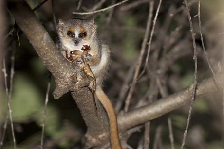 Reddishgrey Mouse Lemur Microcebus Griseorufus Adult Editorial Stock ...