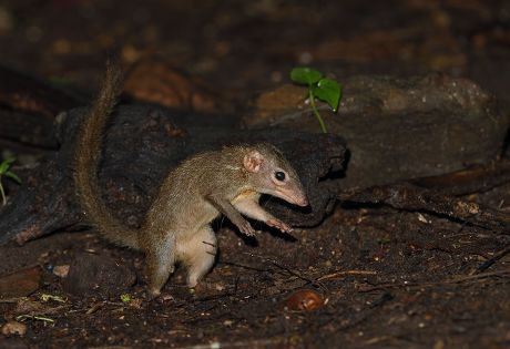 13 Tree shrews Stock Pictures, Editorial Images and Stock Photos ...