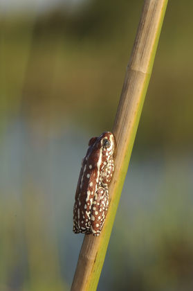 Painted Reed Frog Hyperolius Marmoratus Adult Editorial Stock Photo ...