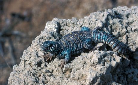 Lizard Dabb Ornate Uromastrix Ornatus Closeup Editorial Stock Photo ...
