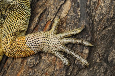 Green Iguana Iguana Iguana Adult Foot Editorial Stock Photo - Stock ...