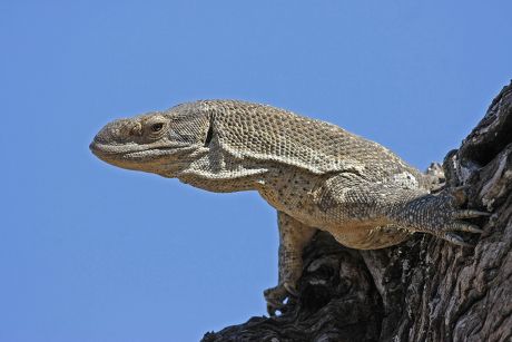 2 Legavaan Stock Pictures, Editorial Images and Stock Photos | Shutterstock