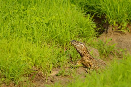 2 Legavaan Stock Pictures, Editorial Images and Stock Photos | Shutterstock