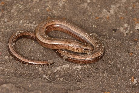Slowworm Anguis Fragilis Adult Coiled Furzebrook Editorial Stock Photo ...