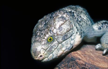 Giant Skink Corucia Zebrata Soloman Islands Editorial Stock Photo ...