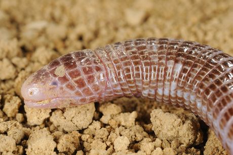 3 Amphisbaenidae Stock Pictures, Editorial Images and Stock Photos ...
