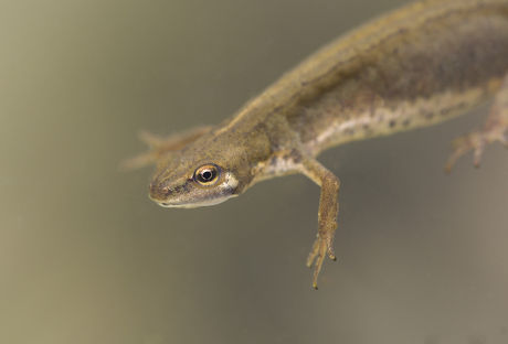 Smooth Newt Lissotriton Vulgaris Adult Female Editorial Stock Photo ...