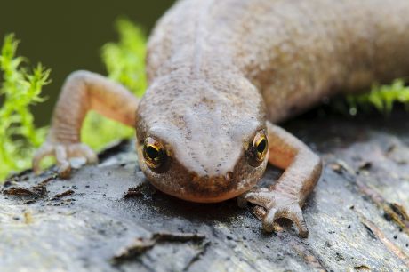 57 Forelegs Stock Pictures, Editorial Images and Stock Photos ...