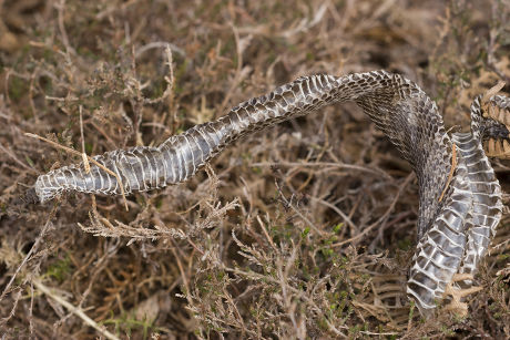 European Adder Vipera Berus Sloughed Skin Editorial Stock Photo - Stock ...
