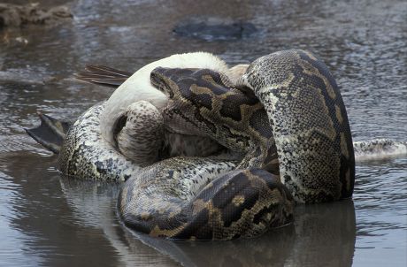 17 African rock pythons Stock Pictures, Editorial Images and Stock ...