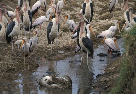 African Rock Python Python Sabae Swallowing Editorial Stock Photo ...