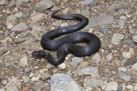 Asp Viper Vipera Aspis Black Phase Editorial Stock Photo - Stock Image ...