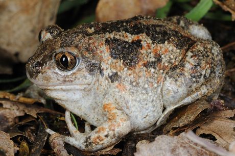 Common Spadefoot Pelobates Fuscus Insubricus Adult Editorial Stock ...