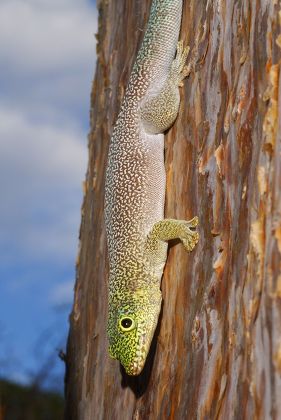 Standings Day Gecko Phelsuma Standingi Adult Editorial Stock Photo ...
