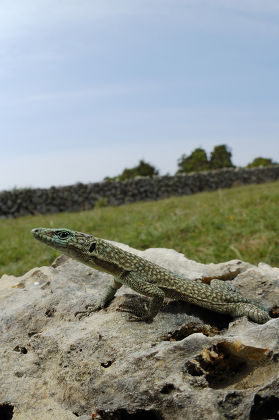 Sharpsnouted Rock Lizard Dalmatolacerta Oxycephala Adult Editorial ...