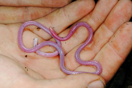 3 Caeciliidae Stock Pictures, Editorial Images and Stock Photos ...