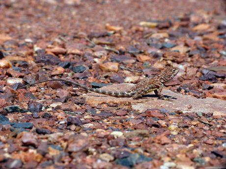 Pebble Dragon Tympanocryptis Cephalus Adult Standing Editorial Stock ...