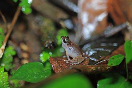 Urichs Rain Frog Pristimantis Urichi Adult Editorial Stock Photo ...