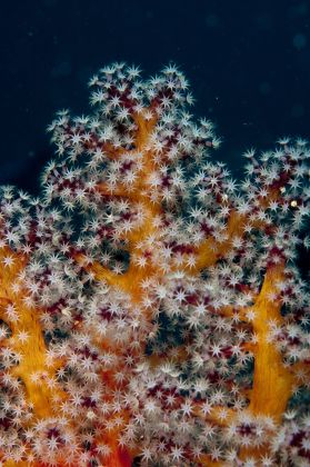 Soft Divaricate Tree Coral Dendronephthya Roxasia Editorial Stock Photo ...