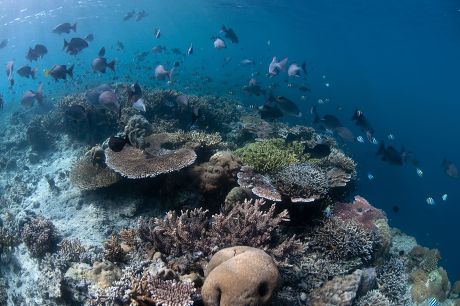 Coral Reef Habitat Fish Edge Reef Editorial Stock Photo - Stock Image ...