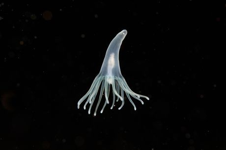 Coral Polyp Floating Water Column Night Editorial Stock Photo - Stock ...