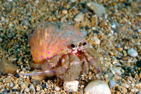 Hermit Crab Pagurus Prideauxi Adult Cloak Editorial Stock Photo - Stock ...