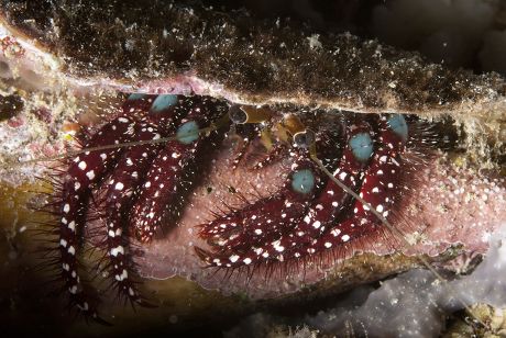 10 Diogenidae Stock Pictures, Editorial Images and Stock Photos ...