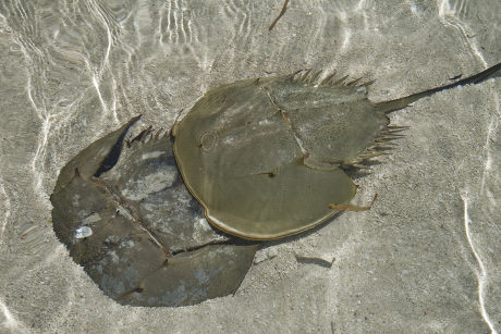 9 Merostomata Stock Pictures, Editorial Images and Stock Photos ...