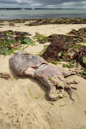 Common Cuttlefish Sepia Officinalis Dead Adult Editorial Stock Photo ...