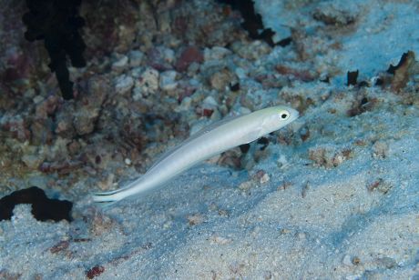 Flagtail Blanquillo Malacanthus Brevistoris Adult Swimming Editorial ...