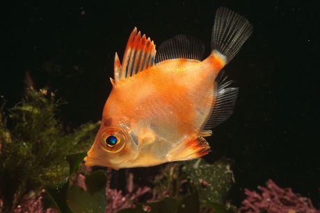 6 Boar fish Stock Pictures, Editorial Images and Stock Photos ...