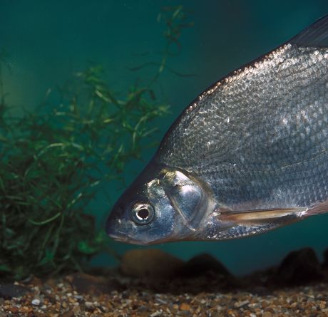 Fish Common Bream Abramis Brama Editorial Stock Photo - Stock Image ...
