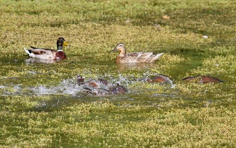 Common Carp Cyprinus Carpio Adults Spawning Editorial Stock Photo ...