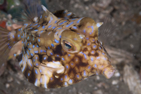 7 Cowfishes Stock Pictures, Editorial Images and Stock Photos ...