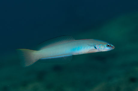 Pearly Dartfish Ptereleotris Microlepis Adult Swimming Editorial Stock ...