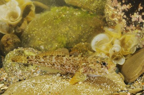 Rock Goby Gobius Paganellus Adult Resting Editorial Stock Photo - Stock ...