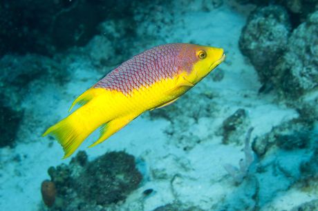 4 Hogfishes Stock Pictures, Editorial Images and Stock Photos ...