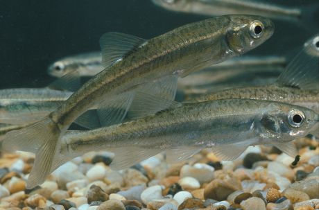 Fish Minnow Phoxinus Phoxinus Editorial Stock Photo - Stock Image ...