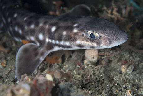 10 Cat sharks Stock Pictures, Editorial Images and Stock Photos ...
