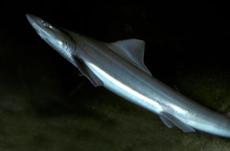 4 Houndshark Stock Pictures, Editorial Images and Stock Photos ...
