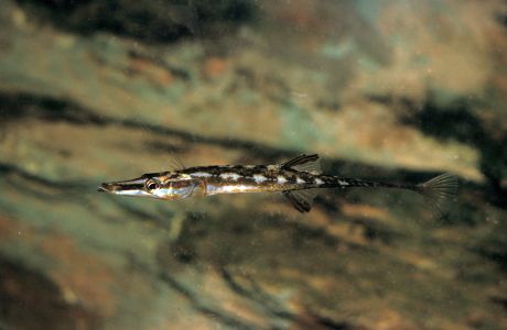Fish Stickleback Fifteenspinedspinachia Spinachia Backing Pectorals ...