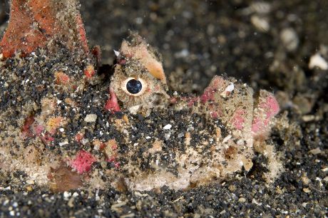 Red Spiny Devilfish Inimicus Didactylus Adult Editorial Stock Photo ...