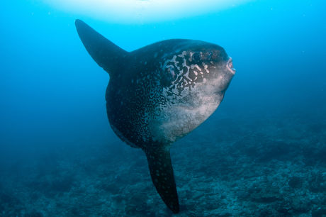 Ocean Sunfish Mola Mola Adult Swimming Editorial Stock Photo - Stock ...