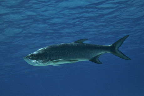 15 Megalops Stock Pictures, Editorial Images and Stock Photos ...