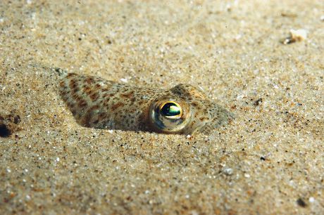 10 Weaver fish Stock Pictures, Editorial Images and Stock Photos ...